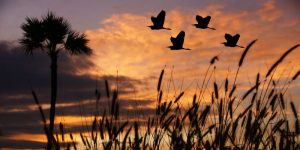 30 Bird Quiz Questions and Answers For Your Pub Quiz