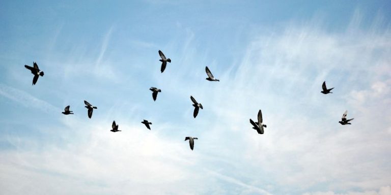 30 Bird Quiz Questions and Answers For Your Pub Quiz