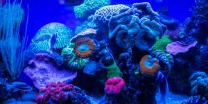 30 Sea Life Quiz Questions and Answers for Your Pub Quiz