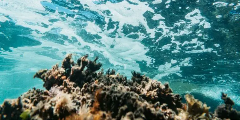 30 Sea Life Quiz Questions and Answers for Your Pub Quiz